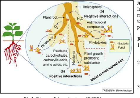 Figure 2 From Plant Growth Promoting Rhizobacteria An Overview