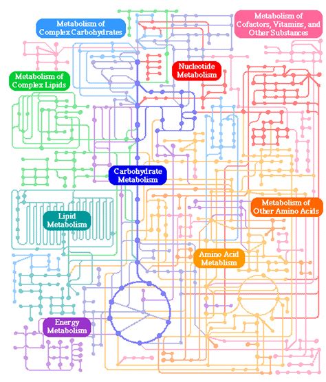 Introduction To Metabolism Metabolic Pathways – Bioc 2580