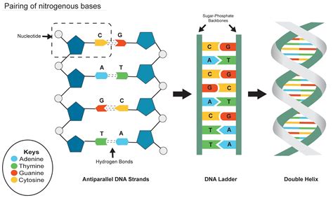 The Diagram Shows A Model Of A Section Of Double Stra