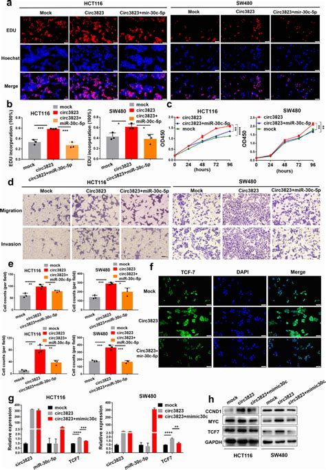 Circ3823 Promotes Cell Proliferation And Metastasis Through