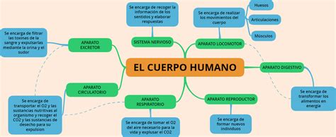 Cuarto 2016 Mapa Mental El Cuerpo Humano