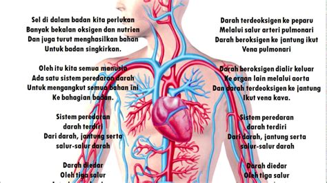 Rangkuman Gangguan Atau Kelainan Pada Sistem Peredaran Darah Dan Upaya