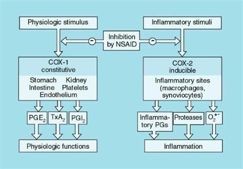 Cin2001 Cox 2 Inhibitors And Nephrotoxicity
