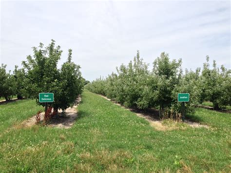 powdery mildew purdue university facts for fancy fruit