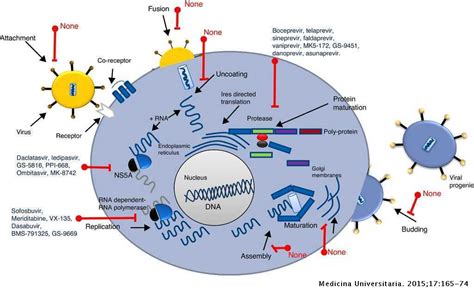History And Progress Of Antiviral Drugs From Acyclovir To Direct