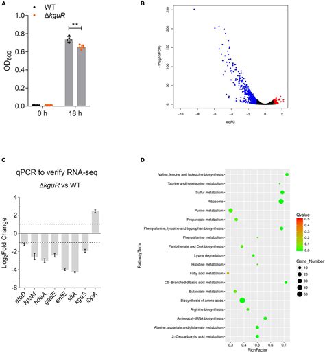 Frontiers Transcriptomic And Metabolomic Profiling Reveals That Kgur