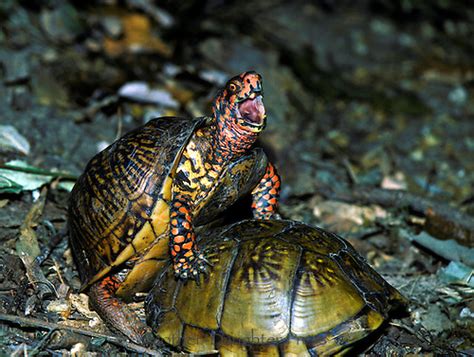 Ornate Box Turtles Mating Mother Daughter Press