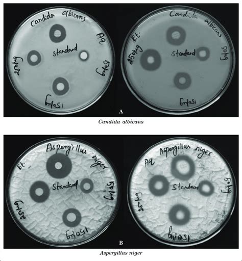 Zone Of Inhibition Of Fungal Isolates A Candida Albicans B