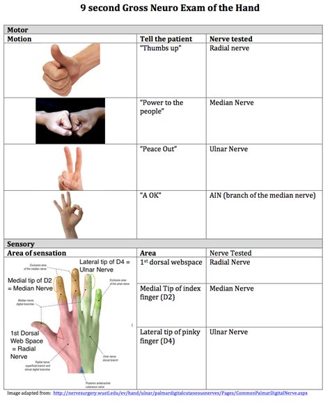 Ulnar Nerve Motor Function