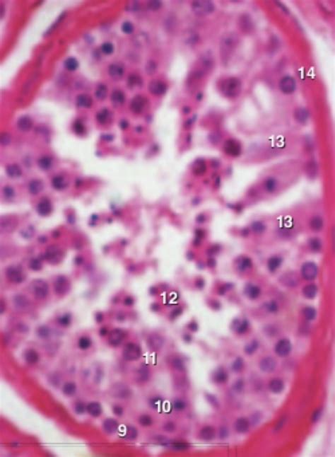Histology Of The Seminiferous Tubule Cbio 2210 Diagram Quizlet