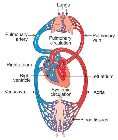 A Simple Schematic Of A So Called General Circulation Double
