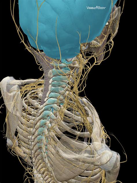 Navigating The Nervous System Part I The Cns Pns And