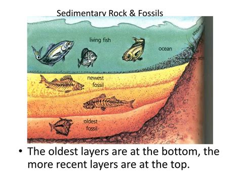 Fossils Found In Sedimentary Rock Can Be Dated According To The Layer