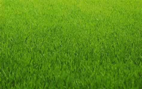 Macro Grass Abstract Green Pattern Wallpaper [1920x1200]