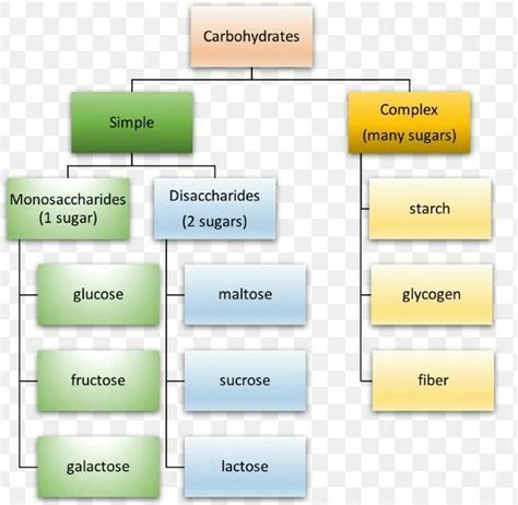 1 What Are The Two Major Types Of Carbohydrates Give Examples