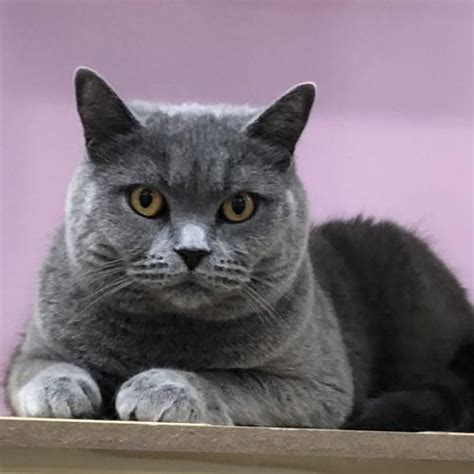 About Kitty Kat Sleepover Burleigh Heads Boutique Cattery