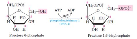 Glycolysis All Steps Explained With Diagrams Enzymes Products And