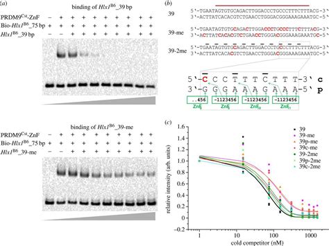 The Consequences Of Sequence Erosion In The Evolution Of Recombination