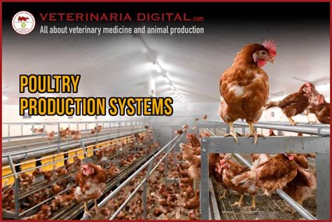 Poultry Production Systems And Facilities In Laying Hens