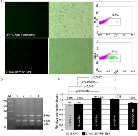 Documentation Of Egfp Expression And Activation Of Human γ Globin In