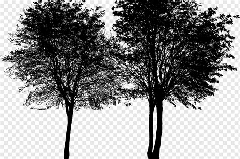 شجرة ، منظر طبيعي ، صورة ظلية ، نبات ، فروع ، طبيعة ، بيئة ، أخضر ، علم