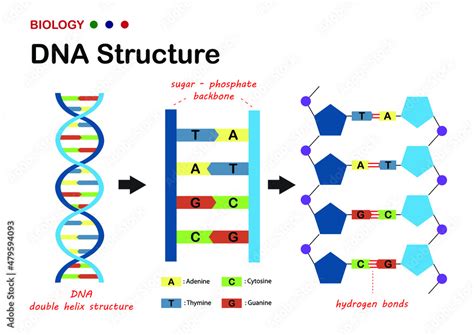 Dna Double Helix Diagram