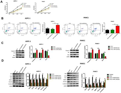 Anticancer Effects Of Mir 124 Delivered By Bm Msc Derived Exosomes On