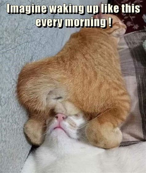 Lolcats Funny Cats Funny Cat Compilation Cats