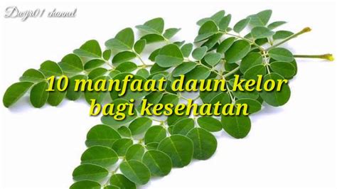 10 Manfaat Daun Kelor Yang Jarang Orang Ketahui Youtube