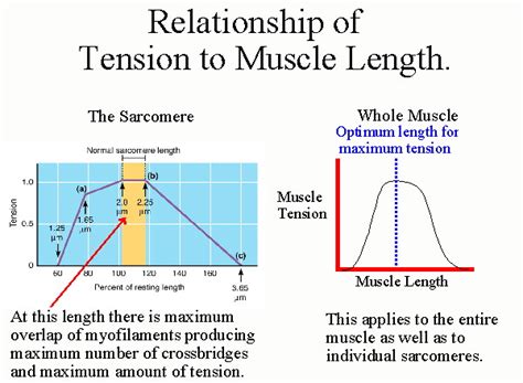 Biol 237 Class Notes Muscle Contractions And Metabolism