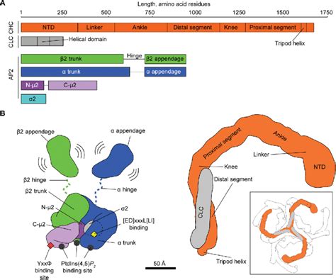 Overview Of Ap2 And Clathrin Structures A Schematic Representation