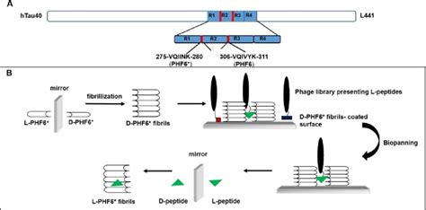 Scheme For Selection Of Phf6 Binding Peptides Using Mirror Image Phage