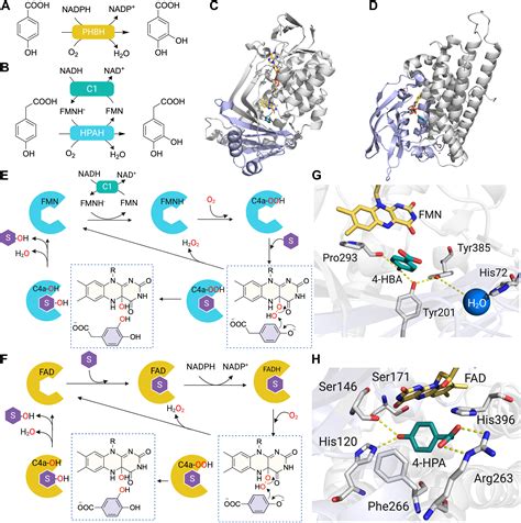 Unifying And Versatile Features Of Flavin Dependent Monooxygenases