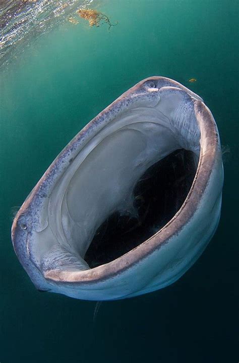 The Ocean Is Scary Af Album On Imgur Shark Whale Whale Shark