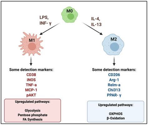 Genes Free Full Text Macrophage Polarization In Atherosclerosis