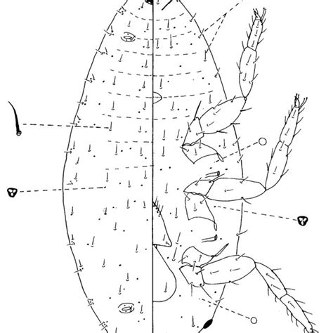 Mean ± S D Duration Days Of The Development Of Paracoccus Burnerae