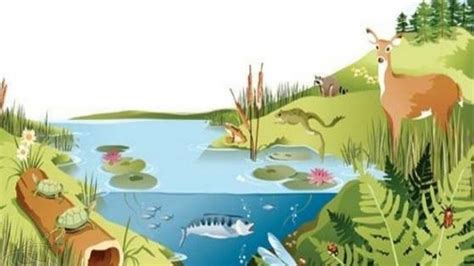 ecosystem structure components and functions online science notes