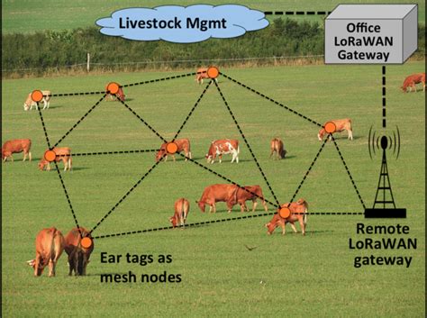 Iot And Lorawan Modernize Livestock Monitoring