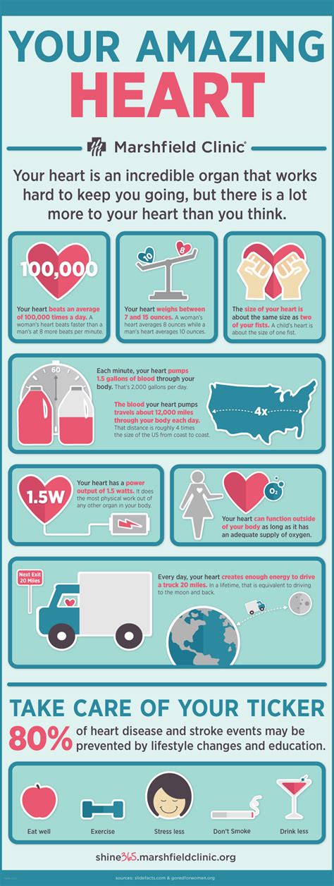 Amazing Facts About Your Heart Shine365 From Marshfield Clinic