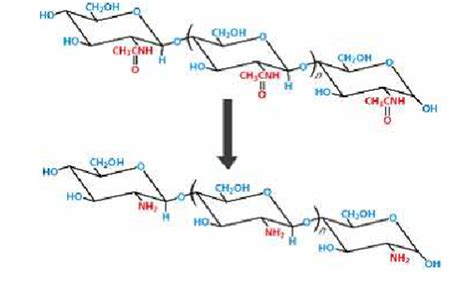 Chitin And Chitosan Structures Download Scientific Diagram