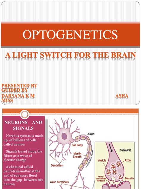 Optogenetics Pdf Neuron Nervous System