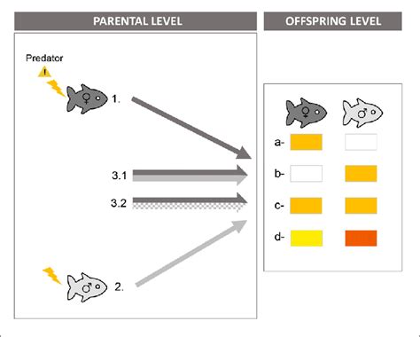 sex specific predator induced transgenerational plasticity even if