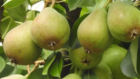 6 Manfaat Buah Pir Untuk Kesehatan Bisa Atasi Diabetes Hingga Antikanker