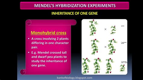 principles of inheritance and variation class 12 lecture 2 youtube