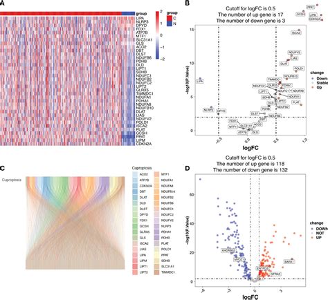 Frontiers Identification And Validation Of A Novel Cuproptosis