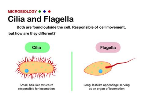 Cilia On A Cell