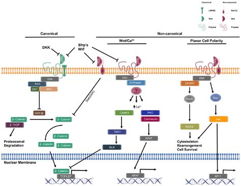 Interrelationship Of Canonical And Non Canonical Wnt Signalling
