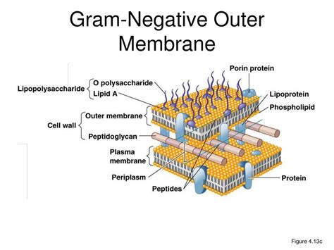 Gram Negative Cell Membrane