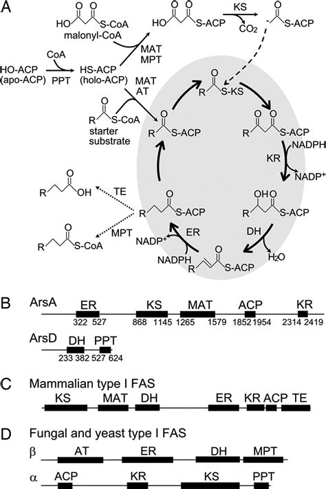 Direct Transfer Of Starter Substrates From Type I Fatty Acid Synthase