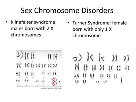 Ppt Chromosomal Mutations Powerpoint Presentation Free Download Id